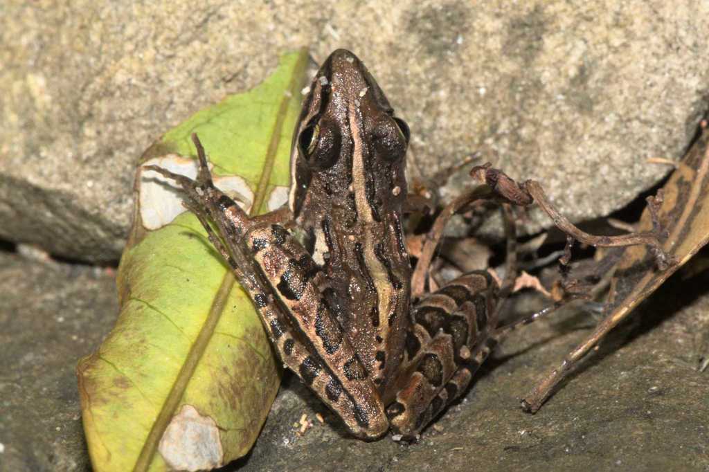 Banded Stream Frog from Table Mountain National Park, City of Cape Town ...