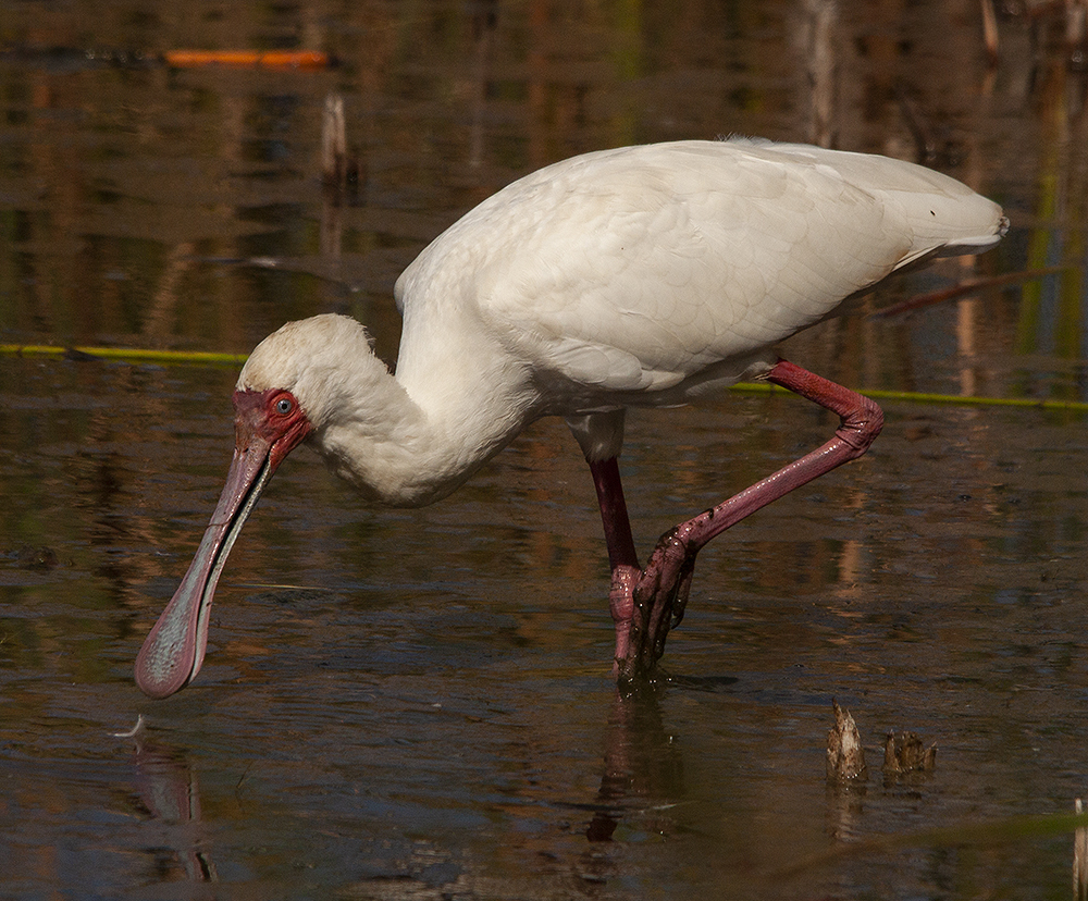 African Spoonbill from The Island, Sedgefield, 6573, South Africa on ...