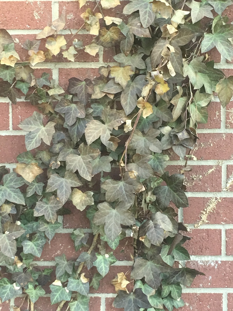 common ivy from Canyon Blvd, Boulder, CO, US on March 06, 2020 at 05:00 ...