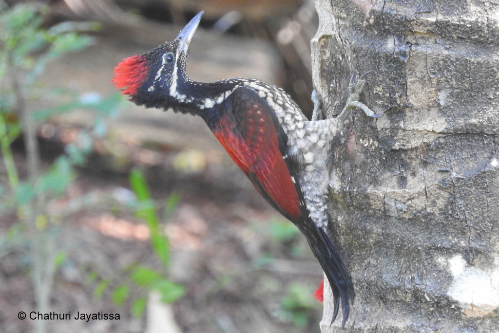 Red-backed Flameback from Batapola, Sri Lanka on February 26, 2020 at ...