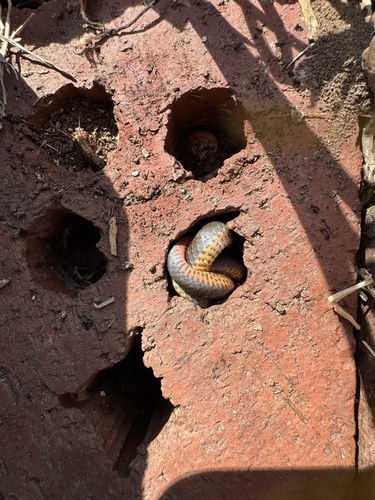 ring-necked snake (Diadophis punctatus) - Snakes and Lizards