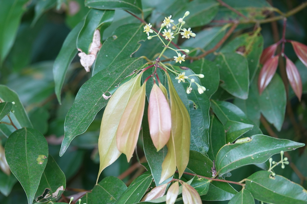 Cinnamon tree (Cinnamomum burmanni) - Botanical Realm