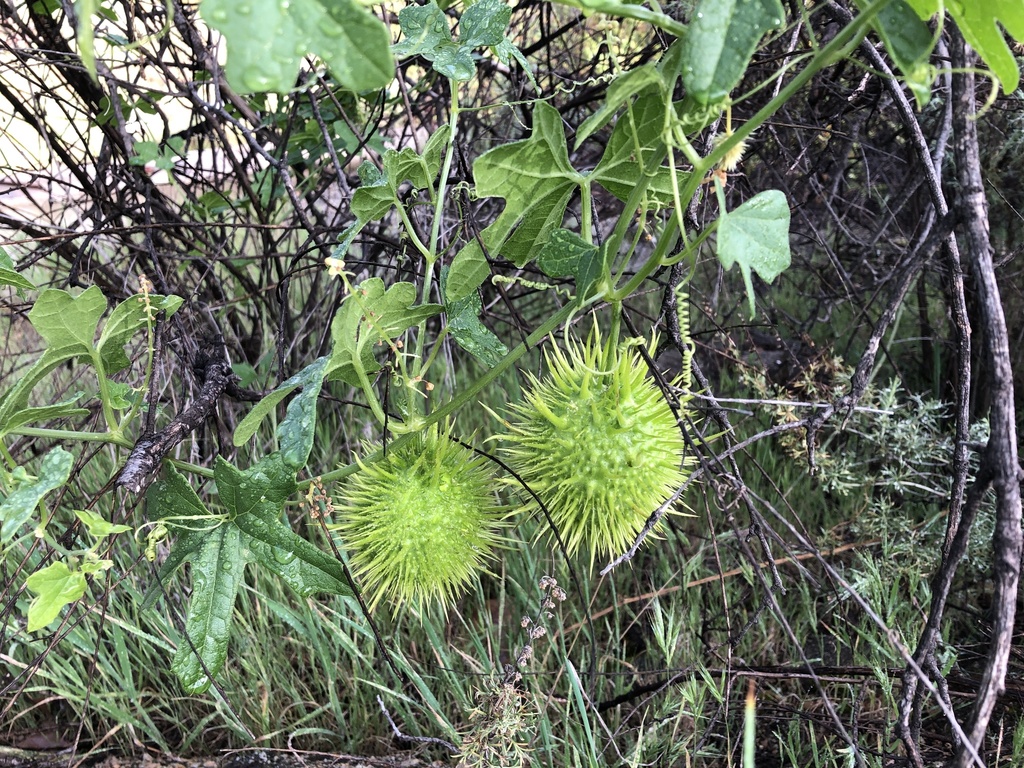 Marah macrocarpus (RCTC) · iNaturalist