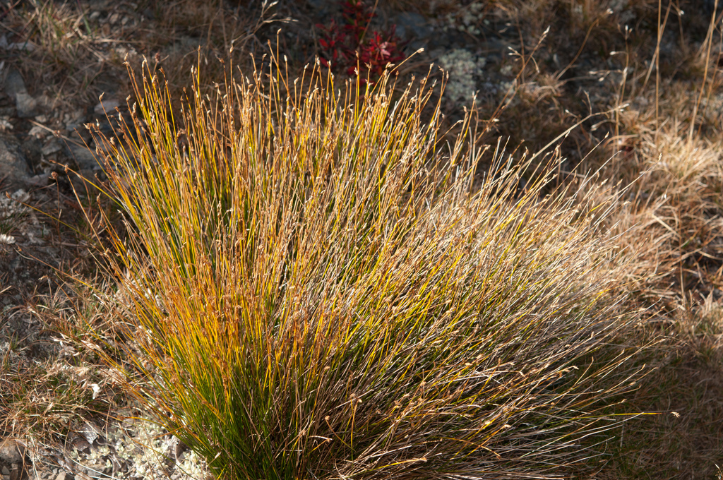Trichophorum subcapitatum (Mt. Pulag Biodiversity) · iNaturalist