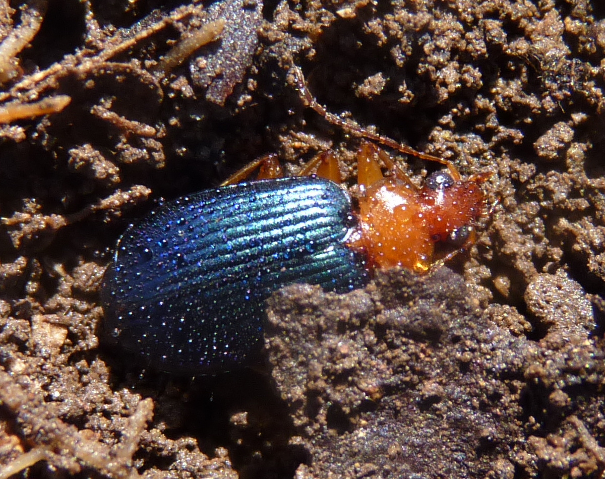 Lebia grandis Hentz, 1830