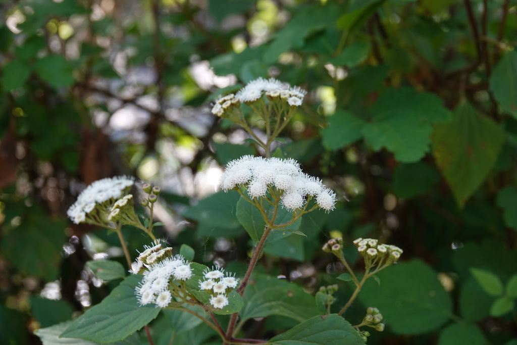 Crofton Weed from Monterey County, CA, USA on March 20, 2026 at 01:05 ...