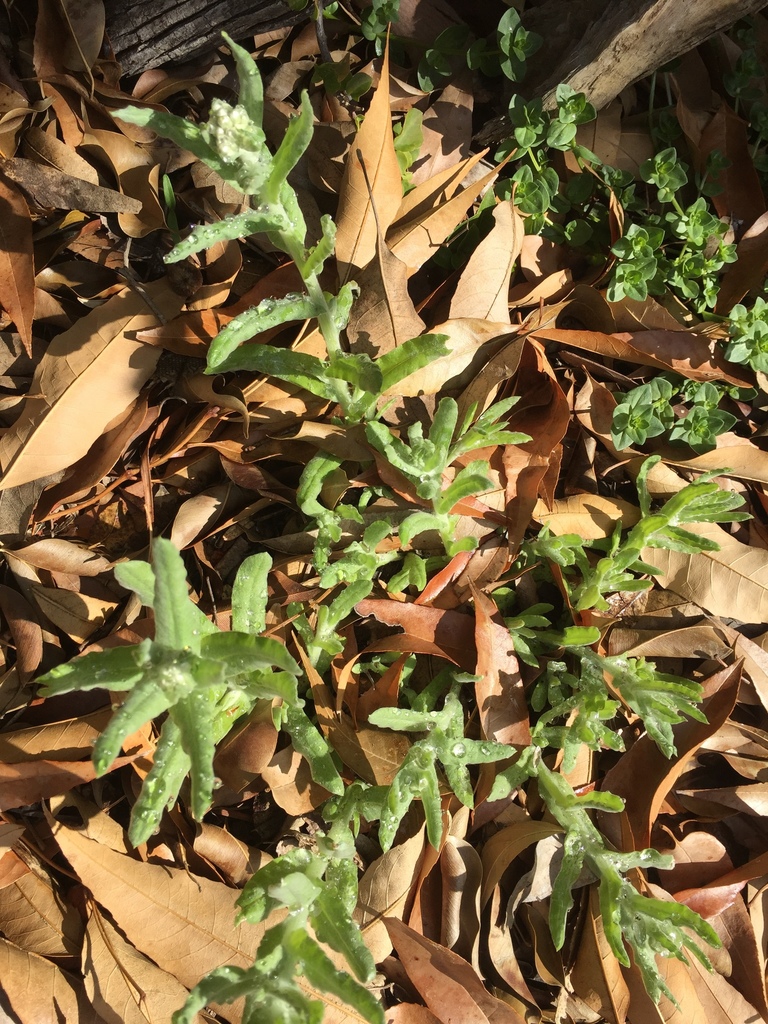 two-color rabbit tobacco in March 2020 by Carolyn Barkow · iNaturalist