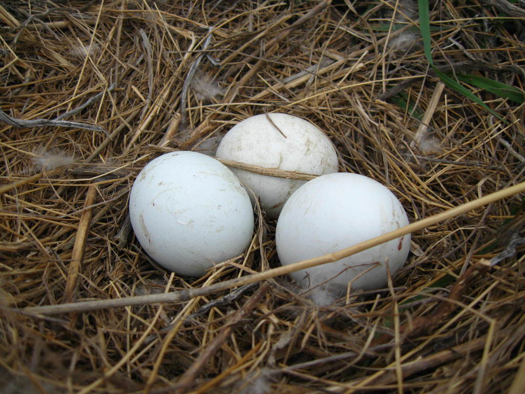 Swamp Harrier from Butchers Gully 9392, New Zealand on October 15, 2009 ...