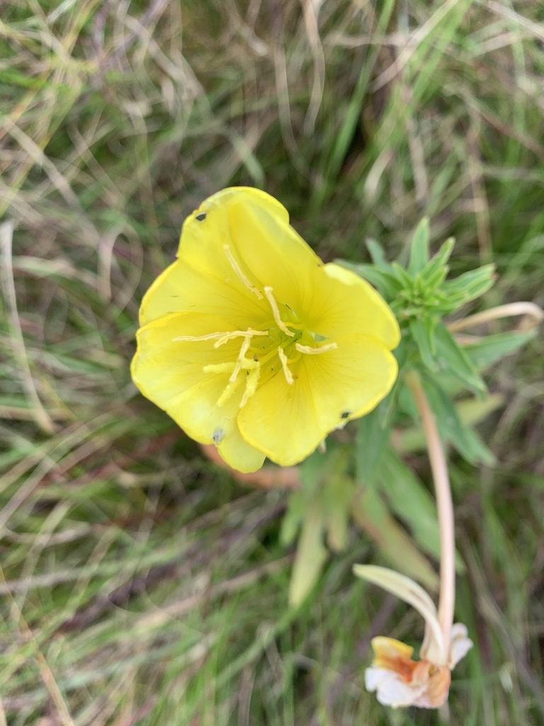common evening-primrose from Johannesburg Botanical Gardens, Randburg ...