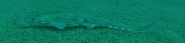 Common Sawshark (Pristiophorus cirratus) - Marine Life Identification