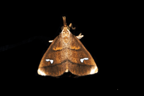 Genus Odilla · iNaturalist