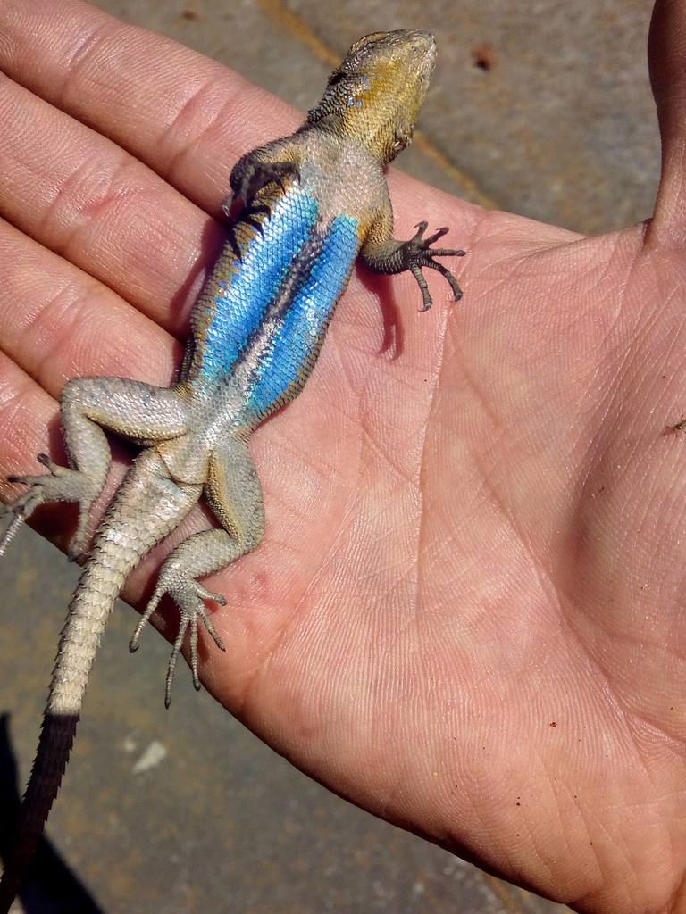 Graphic Spiny Lizard from Rincon de Echegaray, Naucalpan de Juárez, Méx ...