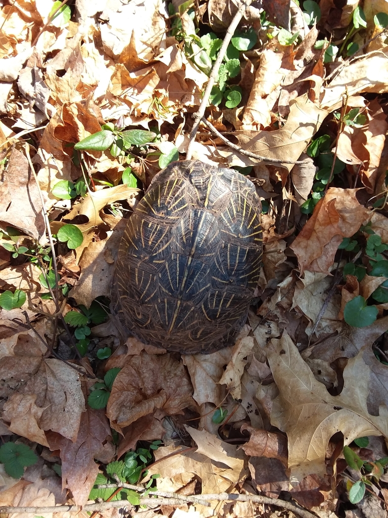 Florida Box Turtle in March 2020 by johnmross · iNaturalist