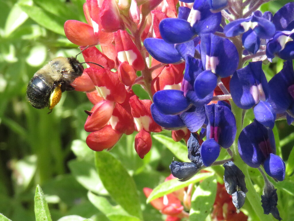 Blueberry Digger Bee from 1517 W Front St, Tyler, TX 75702, USA on ...