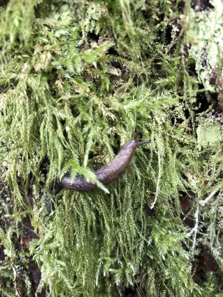 Meadow Slug from Sunnyside Acres Urban Forest, Surrey, BC, CA on March ...
