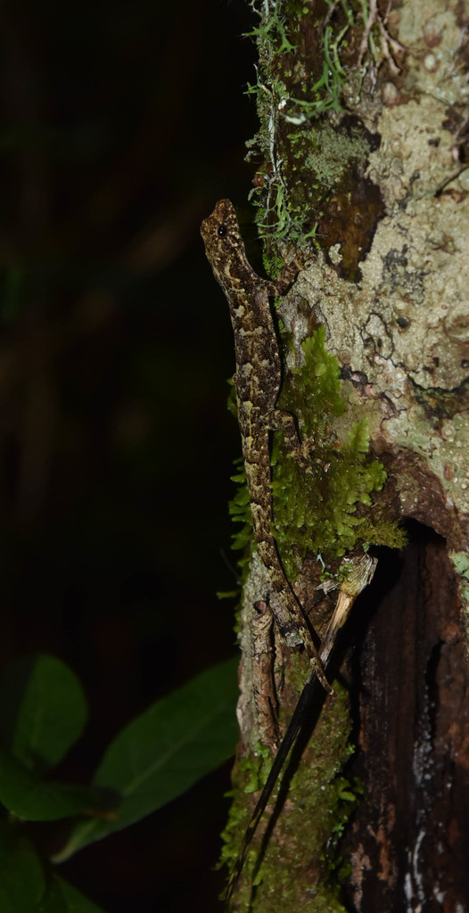 Guibe's Dwarf Day Gecko in January 2020 by Valentina Volkova · iNaturalist
