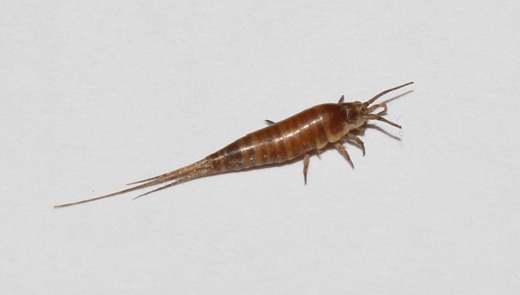Machilinae from Αττική, Ελλάδα on March 06, 2020 at 02:37 PM by Σάββας ...