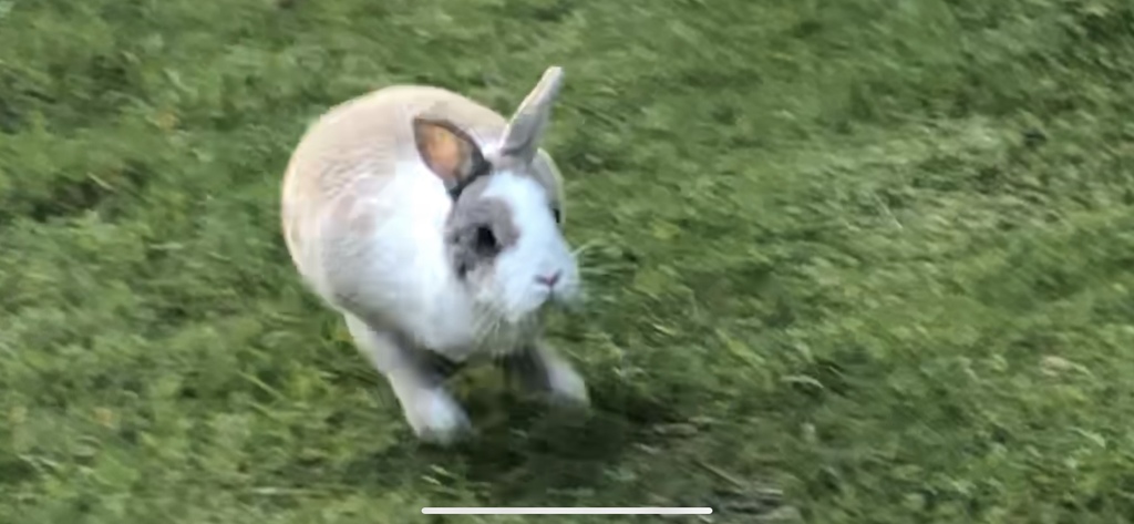 Domestic Rabbit in March 2020 by aidank6 · iNaturalist