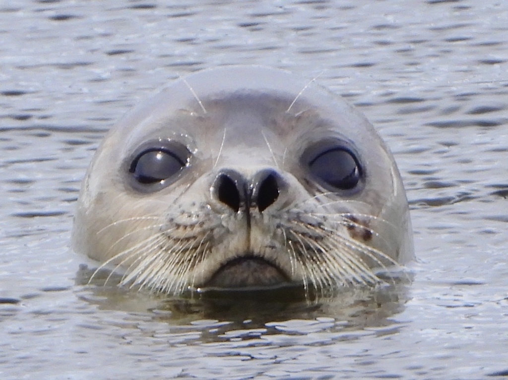 Ringed Seal (Pusa hispida) - Marine Life Identification