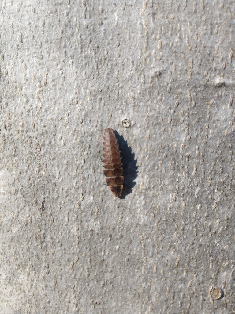 Pyractomena from Woodstock, MD 21163, USA on March 8, 2020 at 04:58 PM ...