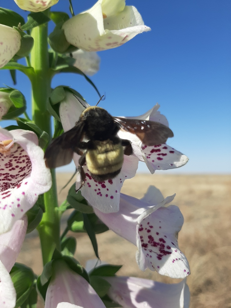 American Bumble Bee from Otero County, CO, USA on March 29, 2026 at 09: ...