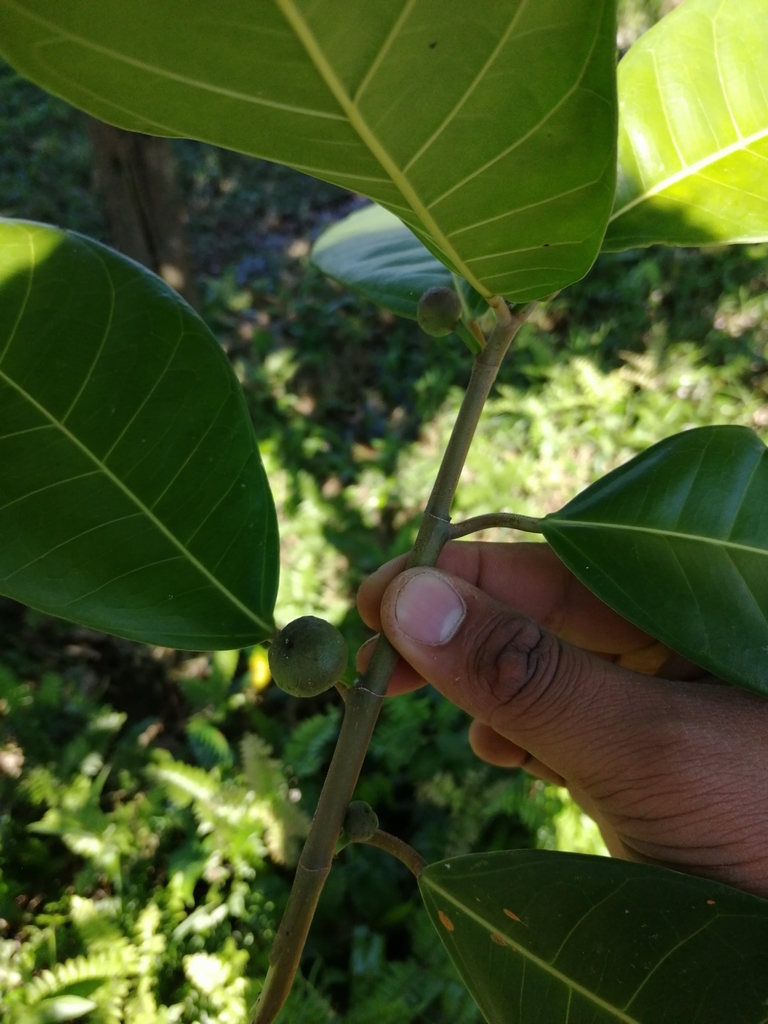 Ficus crassiuscula from El Porvenir, Honduras on January 24, 2020 at 10 ...