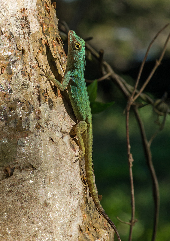 Bark Anole from Hato Mayor, Dominican Republic on January 8, 2020 at 04 ...
