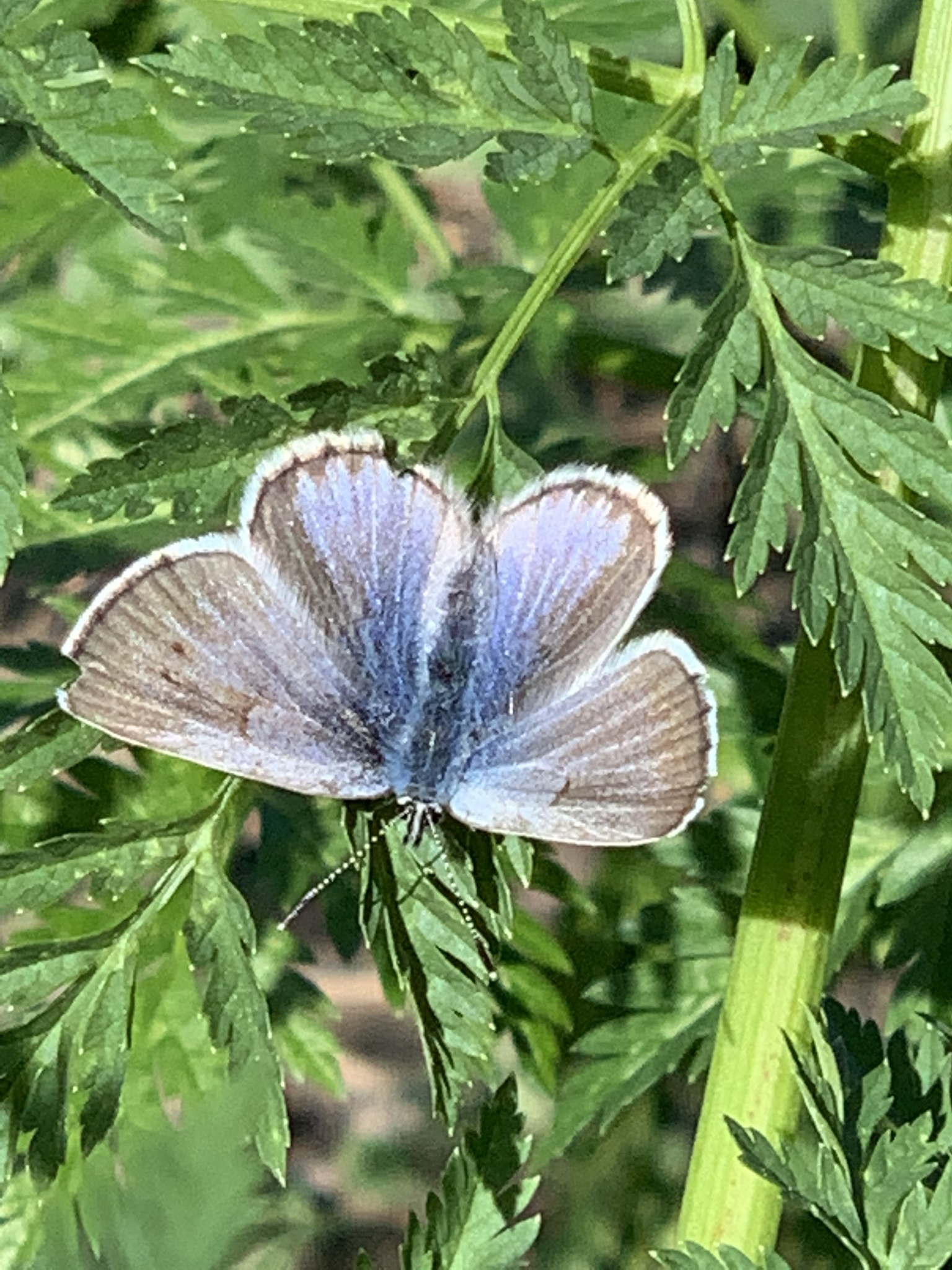 Glaucopsyche lygdamus palosverdesensis Perkins & Emmel, 1977