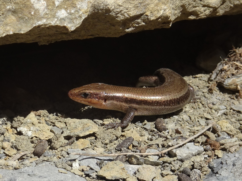 Common Five-lined Skink in March 2020 by Thomas Koffel · iNaturalist