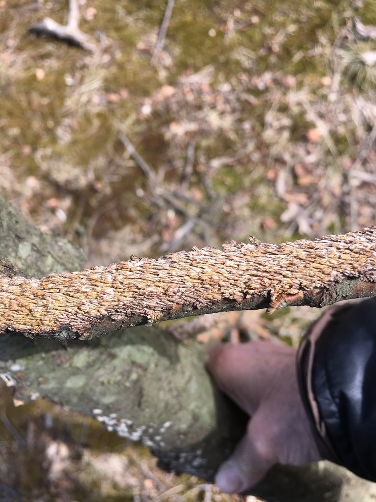 brown-toothed crust fungus from Hunter Island, The Bronx, NY, USA on ...