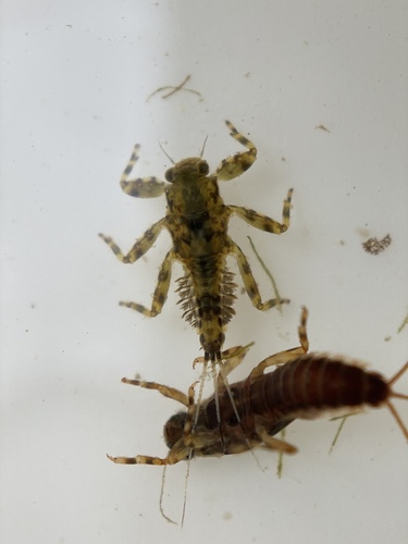 Flav (Drunella flavilinea)