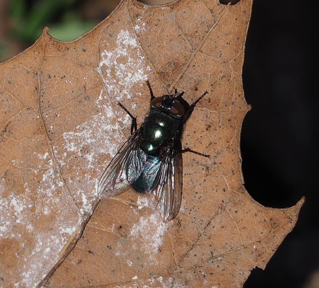 Black Blow Fly from Montgomery County, OH, USA on March 8, 2020 at 01: ...