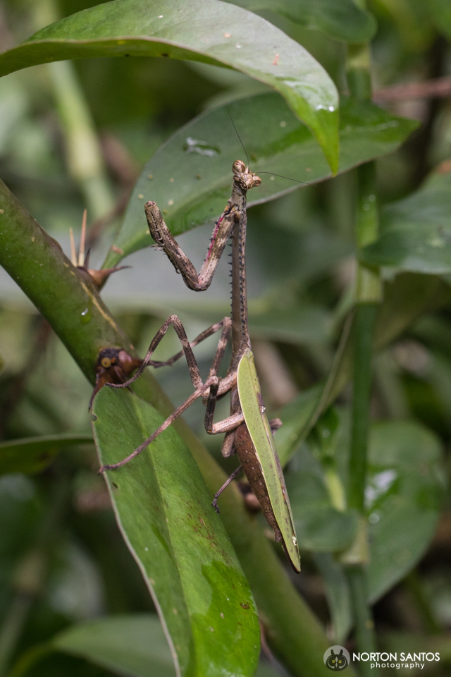 Pseudovates spinicollis from São José dos Campos, BR-SP, BR on February ...