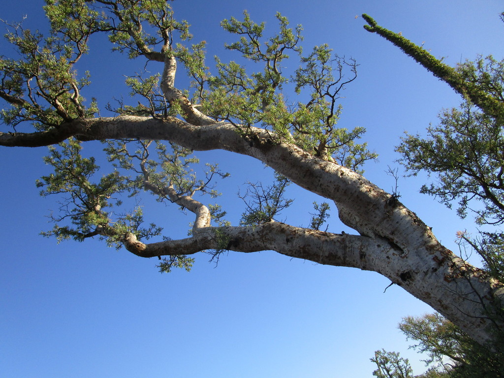 Baja Elephant Tree (Guia de Planta cercanas al Valle de Los Gigantes ...