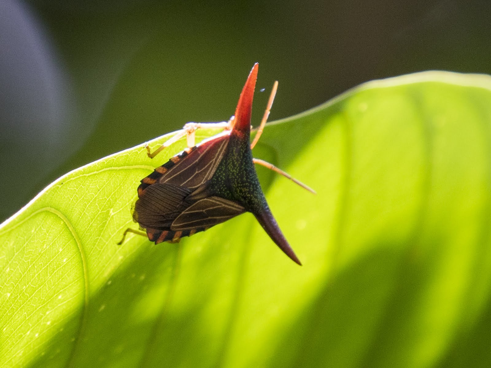 Pygoplatys Dallas, 1851