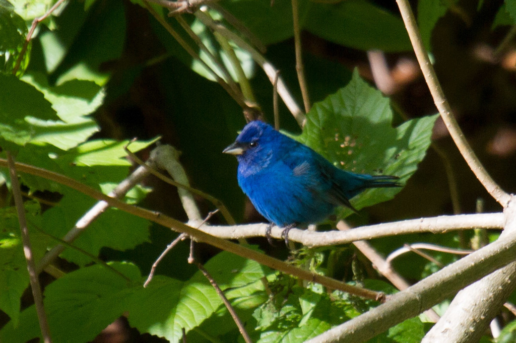 Indigo Bunting (Birds of Natchez Trace Parkway) · iNaturalist