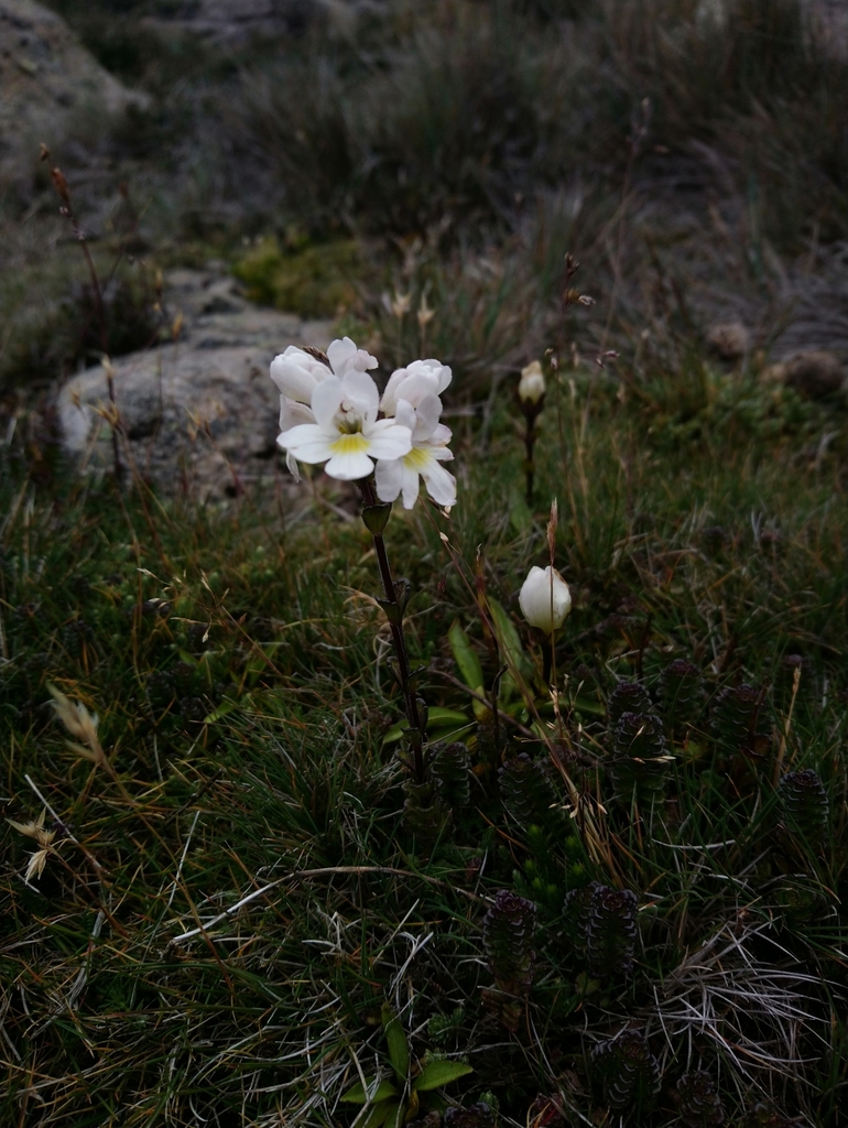 purple eyebright from Ben Lomond, Northern Midlands - Pt B, AU-TS, AU ...