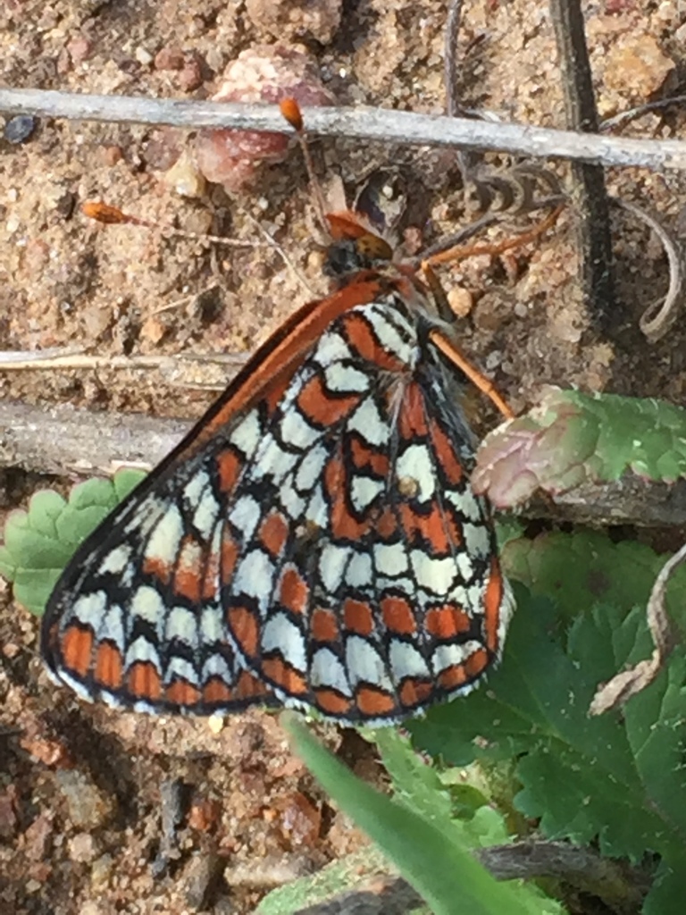 Quino Checkerspot in March 2020 by John Martin · iNaturalist