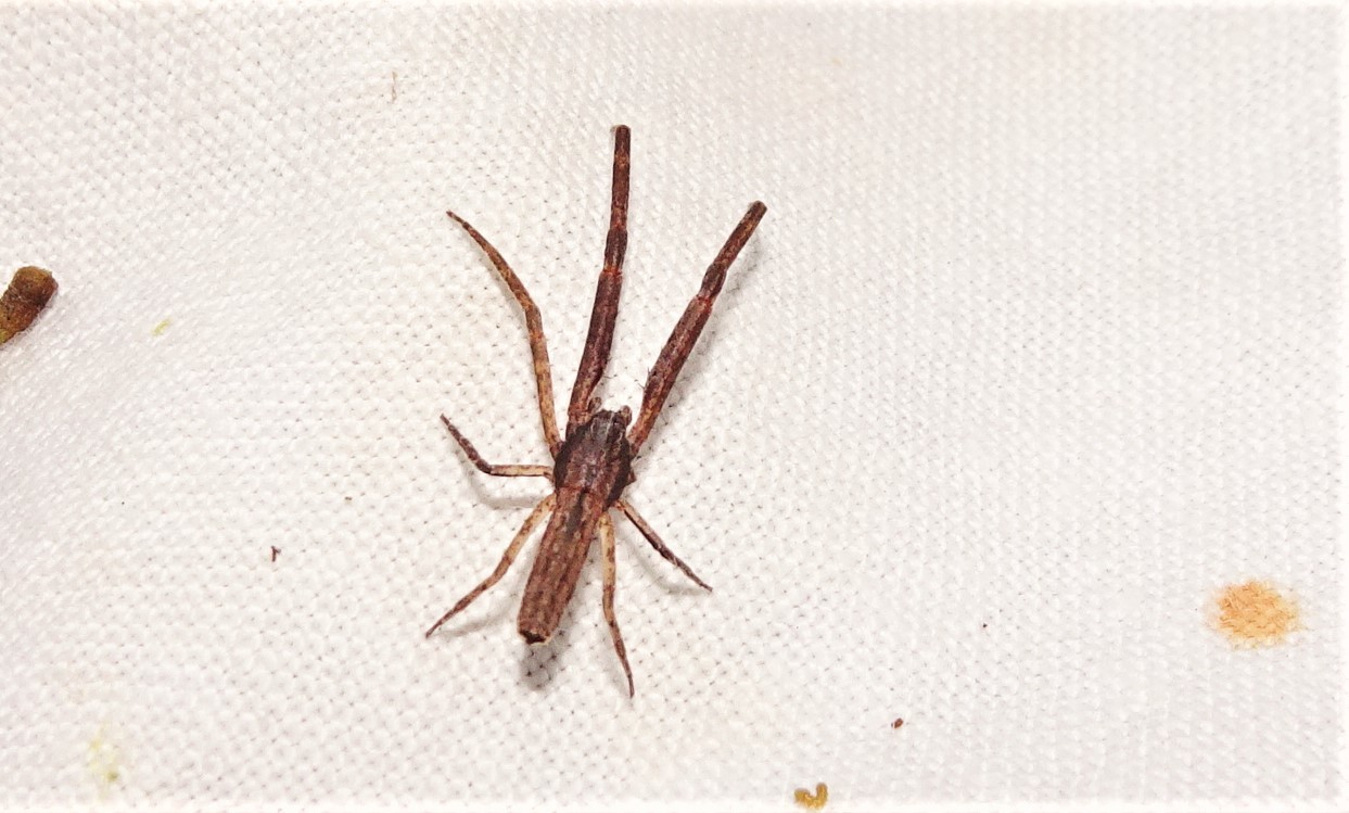 Synalus angustus (L.Koch, 1876)