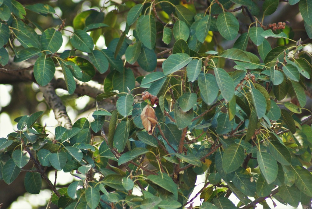 (Ficus trigonata) - Botanical Realm
