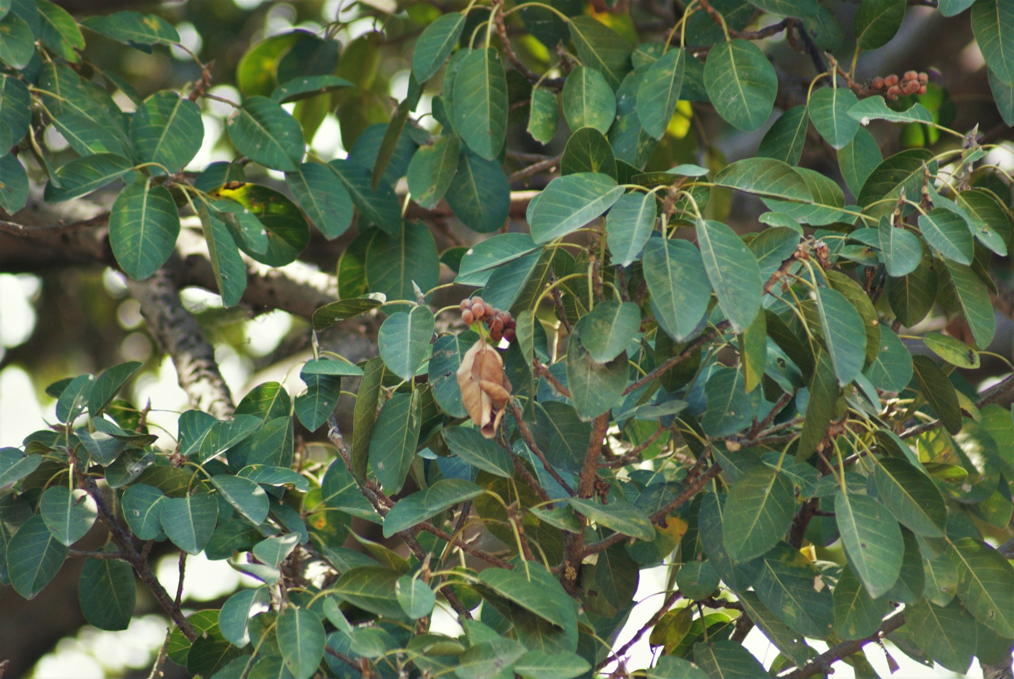 Ficus trigonata L.
