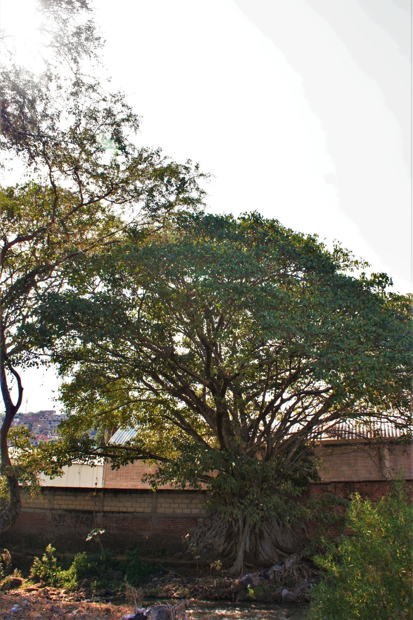 Ficus trigonata L.