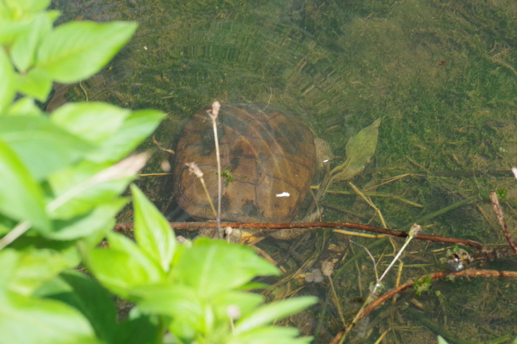 Ryukyu Yellow Pond Turtle in March 2020 by Takaaki Hattori · iNaturalist