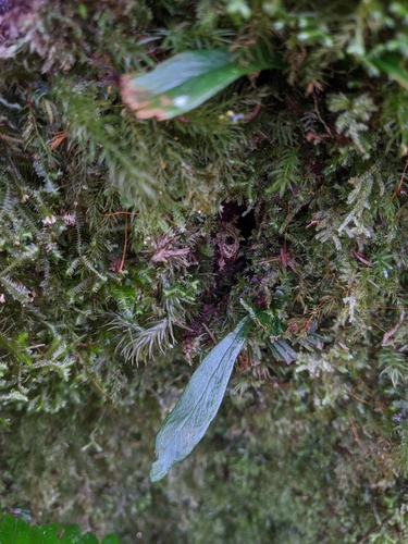 Haplopteris yakushimensis · iNaturalist