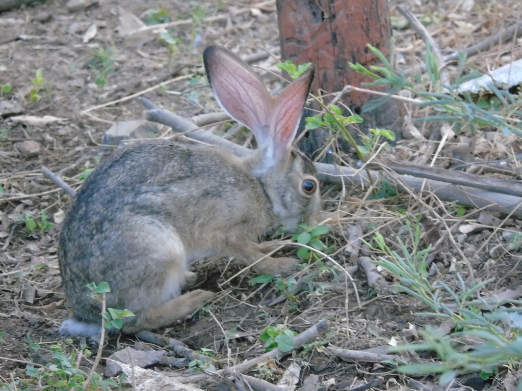 Indian Hare (Lepus nigricollis) - Know Your Mammals