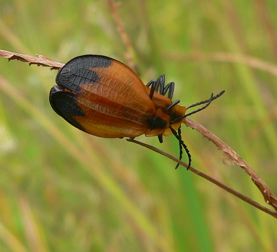 Lycus rostratus from Rietvallei 377-Jr, Pretoria, 0181, South Africa on ...