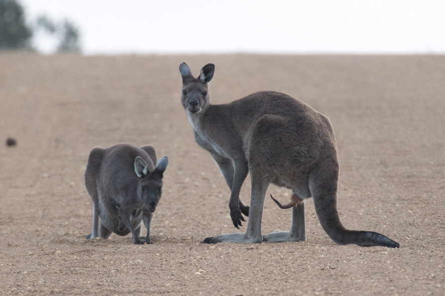 Western Grey Kangaroo (Macropus fuliginosus) - Know Your Mammals