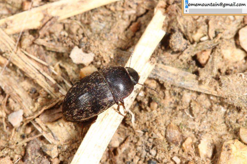 Crypticus rufipes from Wuling Mountain on September 18, 2019 at 10:42 ...