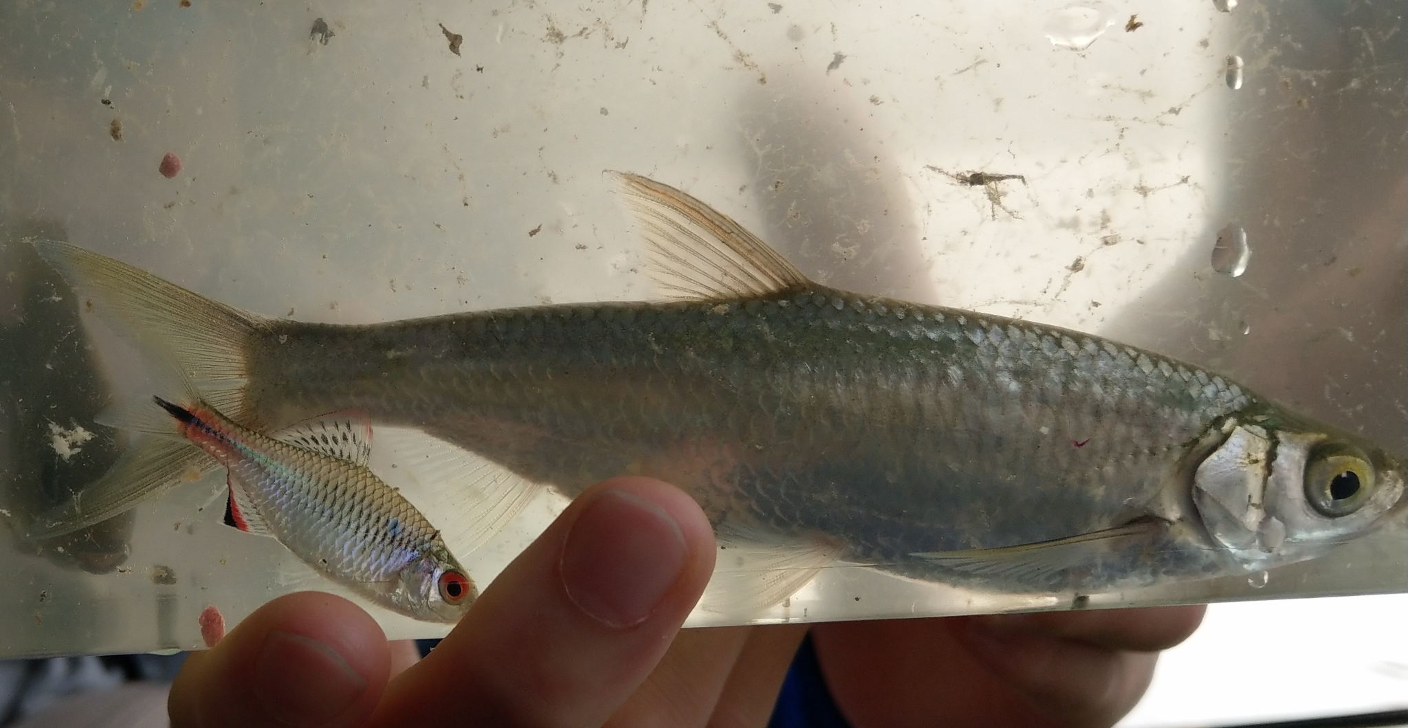 Hemiculter leucisculus (Basilewsky, 1855)