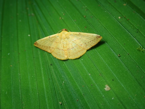 Pyrinia punctilinea · iNaturalist